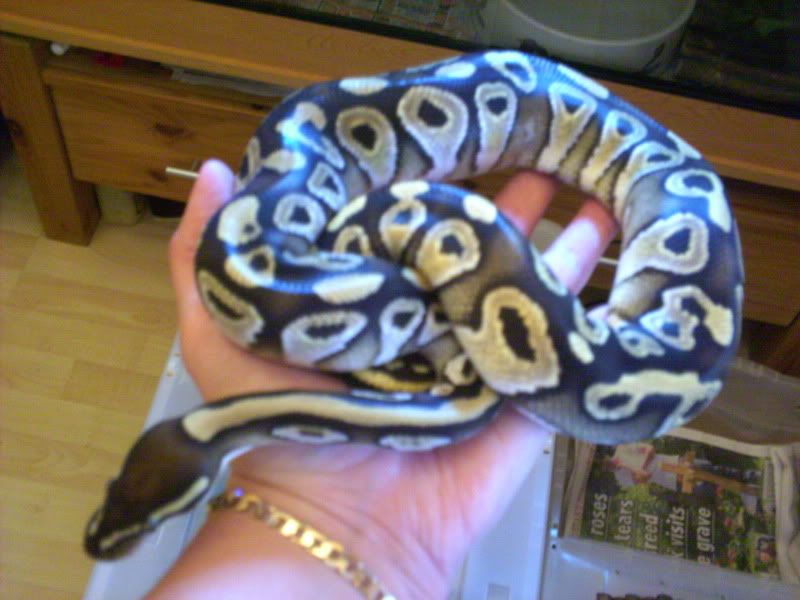mojave royal python | Reptile Forums