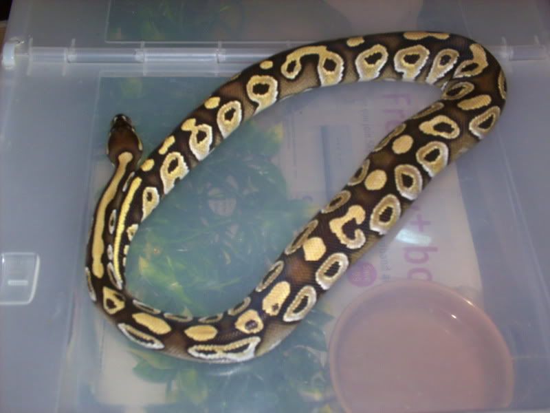 mojave royal python | Reptile Forums