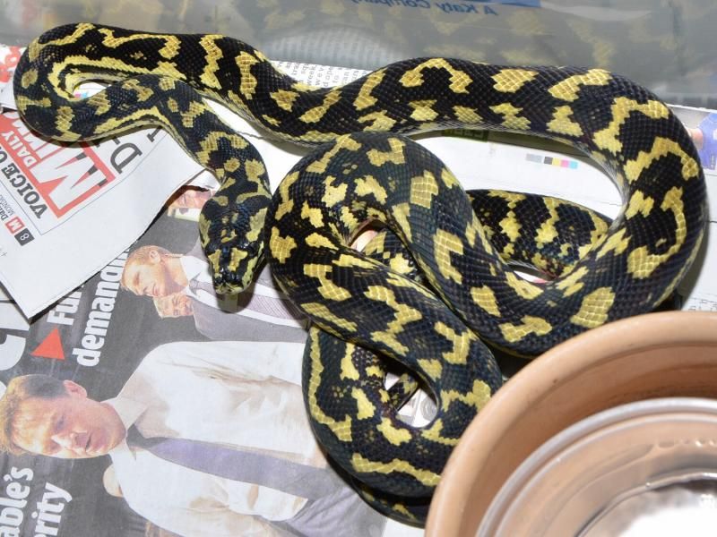 cb12 female jungle carpet python | Reptile Forums