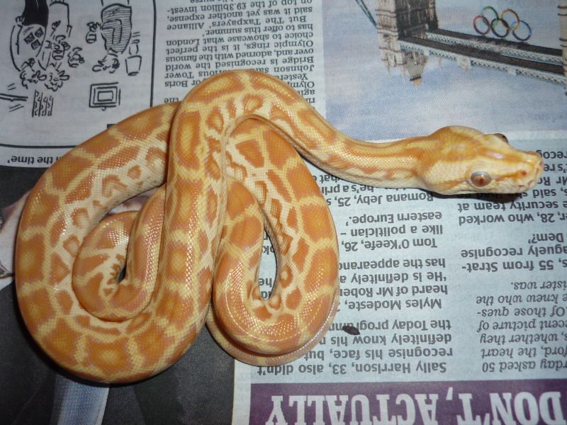 SE England - burmese python morphs | Reptile Forums