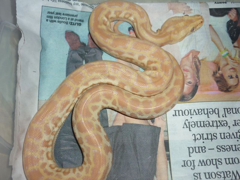SE England - pearl (hypo albino) burmese pythons | Reptile Forums
