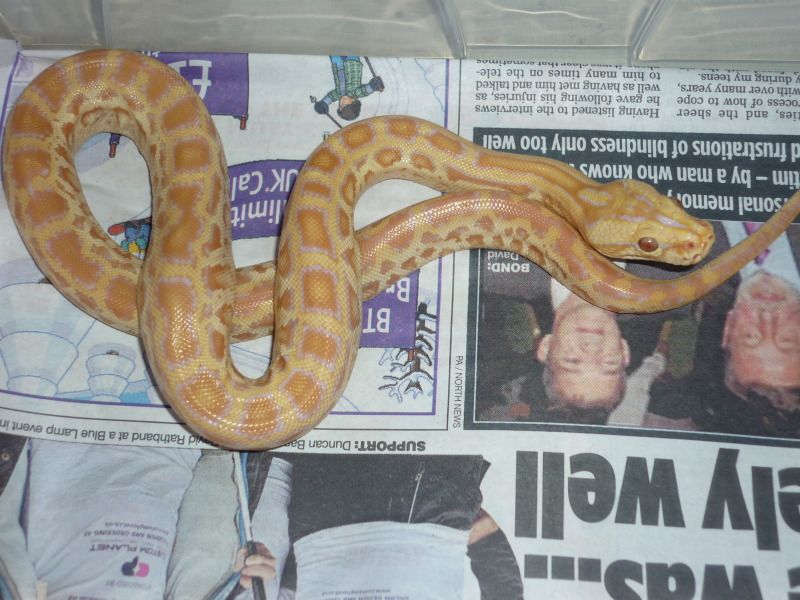 SE England - pearl (hypo albino) burmese pythons | Reptile Forums