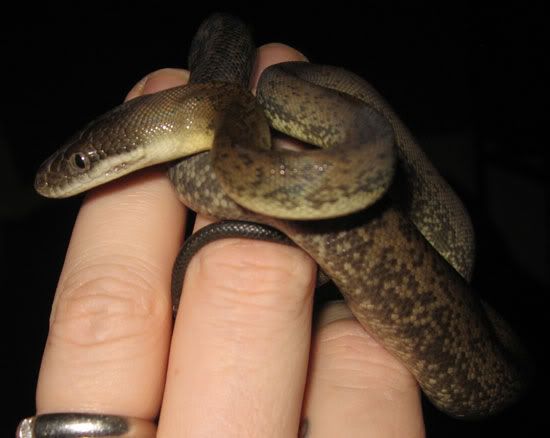 Macklotts (sp?) Pythons | Reptile Forums