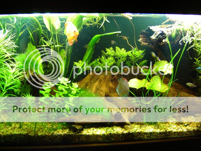 120g Discus tank | The Planted Tank Forum