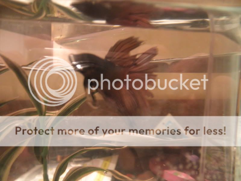 Chunk Missing from Tail! | Betta Fish Forum