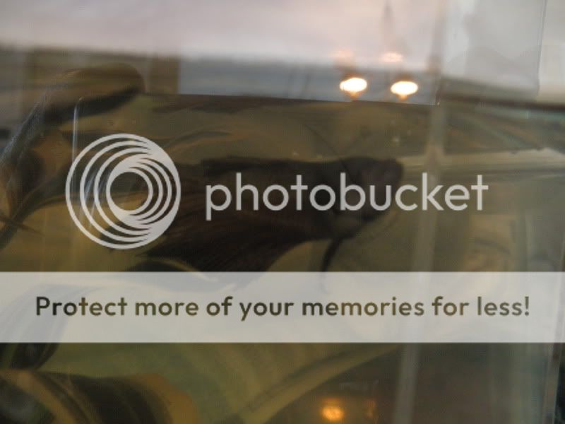 Chunk Missing from Tail! | Betta Fish Forum