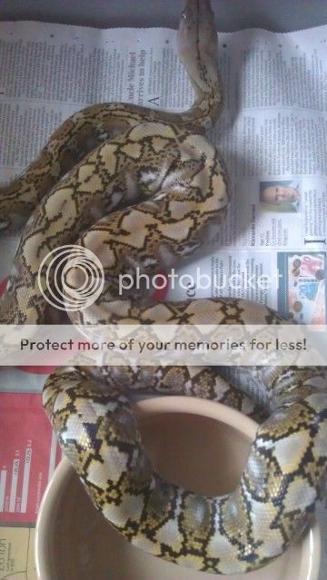 Madu Dwarf Retics | Reptile Forums