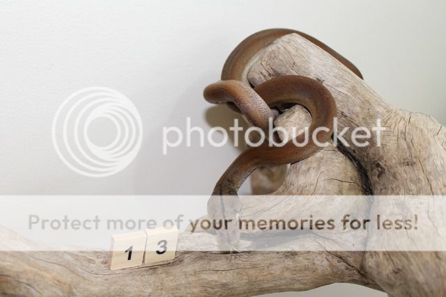 Reticulated python hatchlings | Reptile Forums