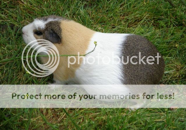 Caafjes(cavia's) en Cuys(reuze cavia's) • Bokt.nl