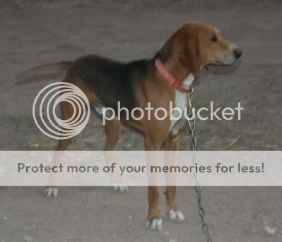 CoonDawgs.com Coonhound Classifieds and Message Forum