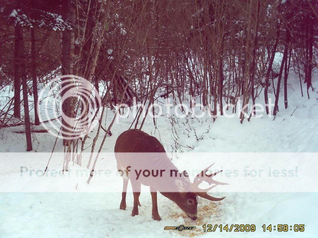 Génetique de panache ! - chevreuil.net