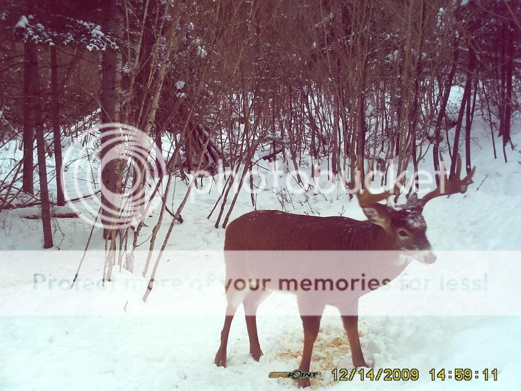 Génetique de panache ! - chevreuil.net
