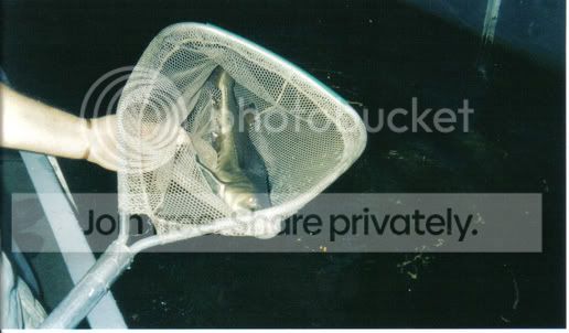 Oneida Fish Hatchery | MonsterFishKeepers.com