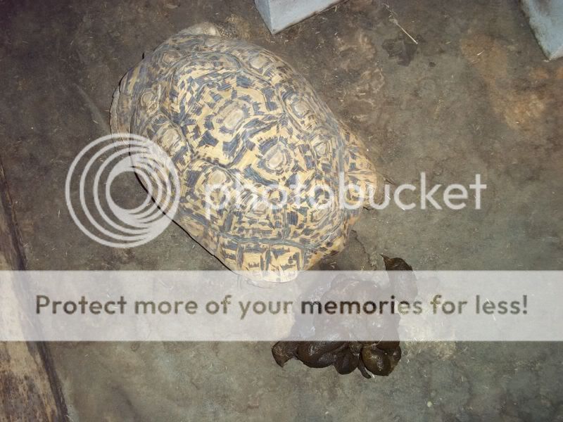 Another poop thread! | Tortoise Forum