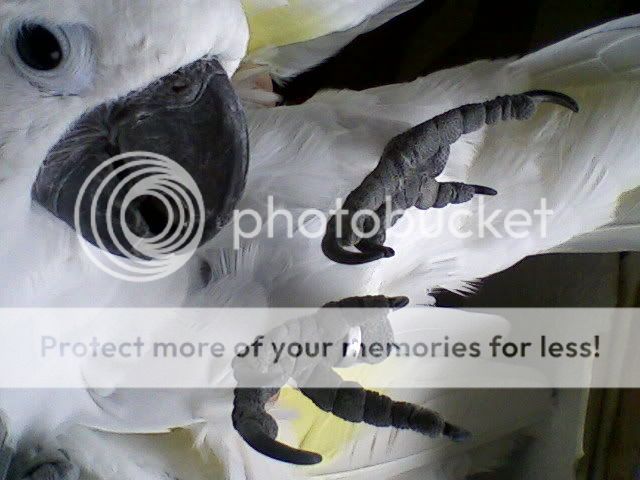 Lets get some Cockatoo FEET pics here!! | Avian Avenue Parrot Forum