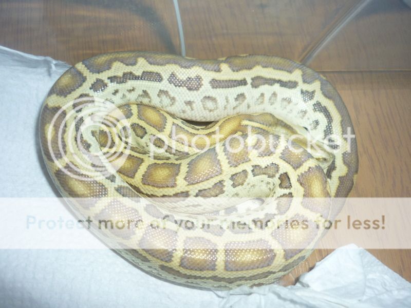SE England - burmese python morphs | Reptile Forums