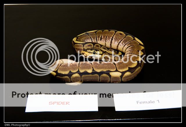 08 spider royal python | Reptile Forums