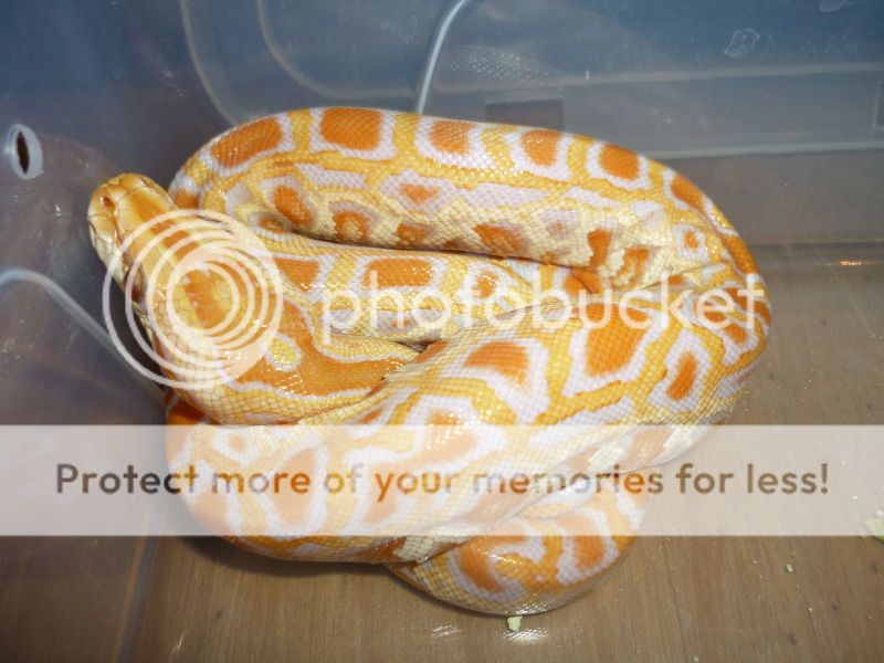 SE England - burmese python morphs | Reptile Forums