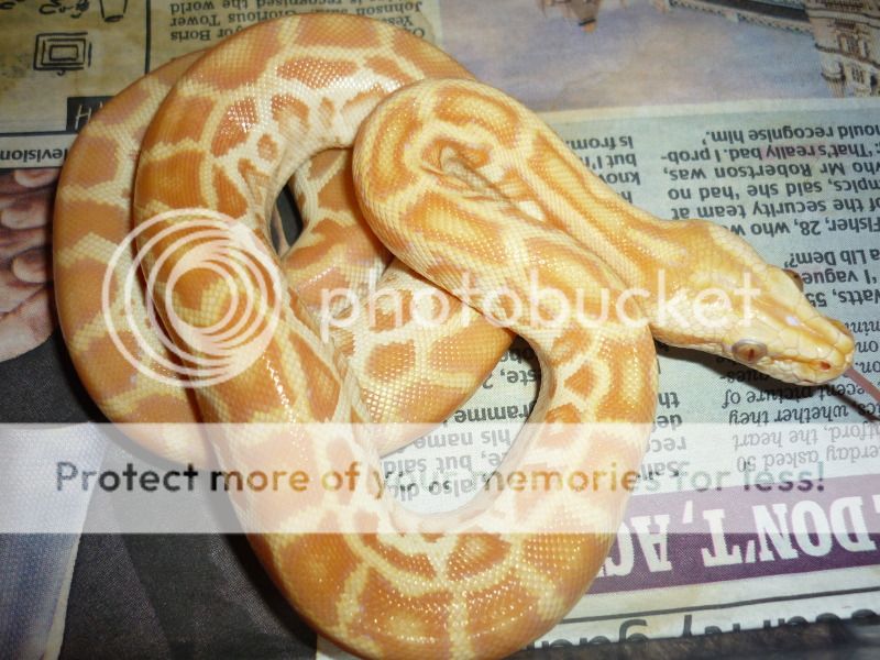 pearl (hypo albino) burmese pythons | Reptile Forums