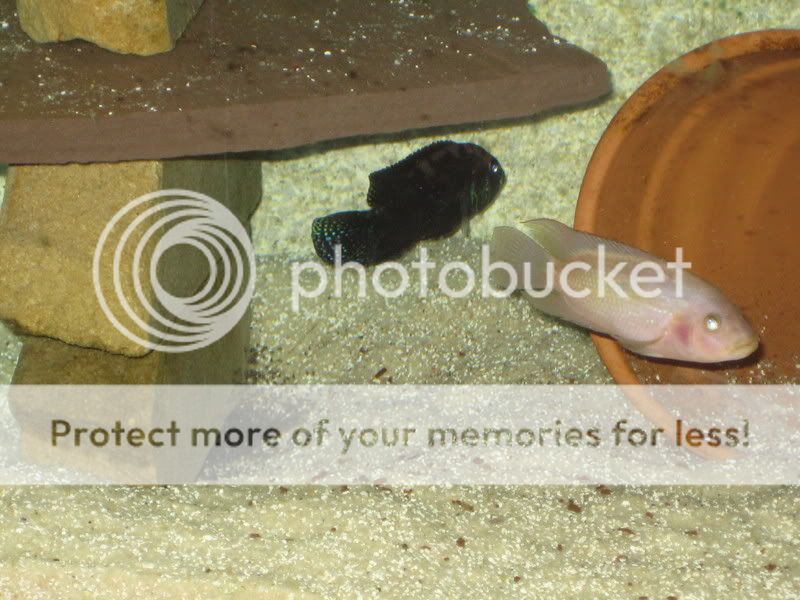 ebjd pair | Cichlid Fish Forum