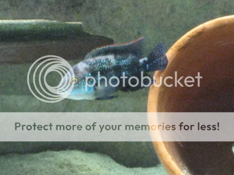 ebjd pair | Cichlid Fish Forum