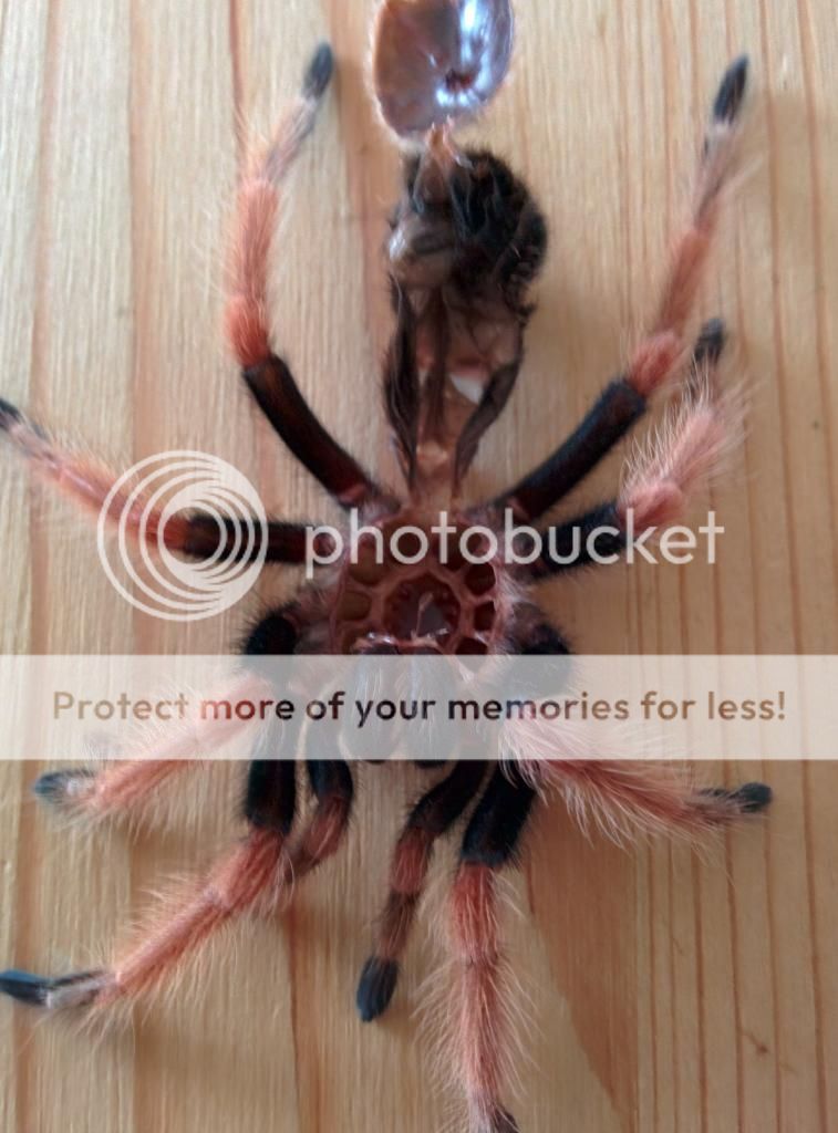 Sexing fire leg..pics inside. | Reptile Forums