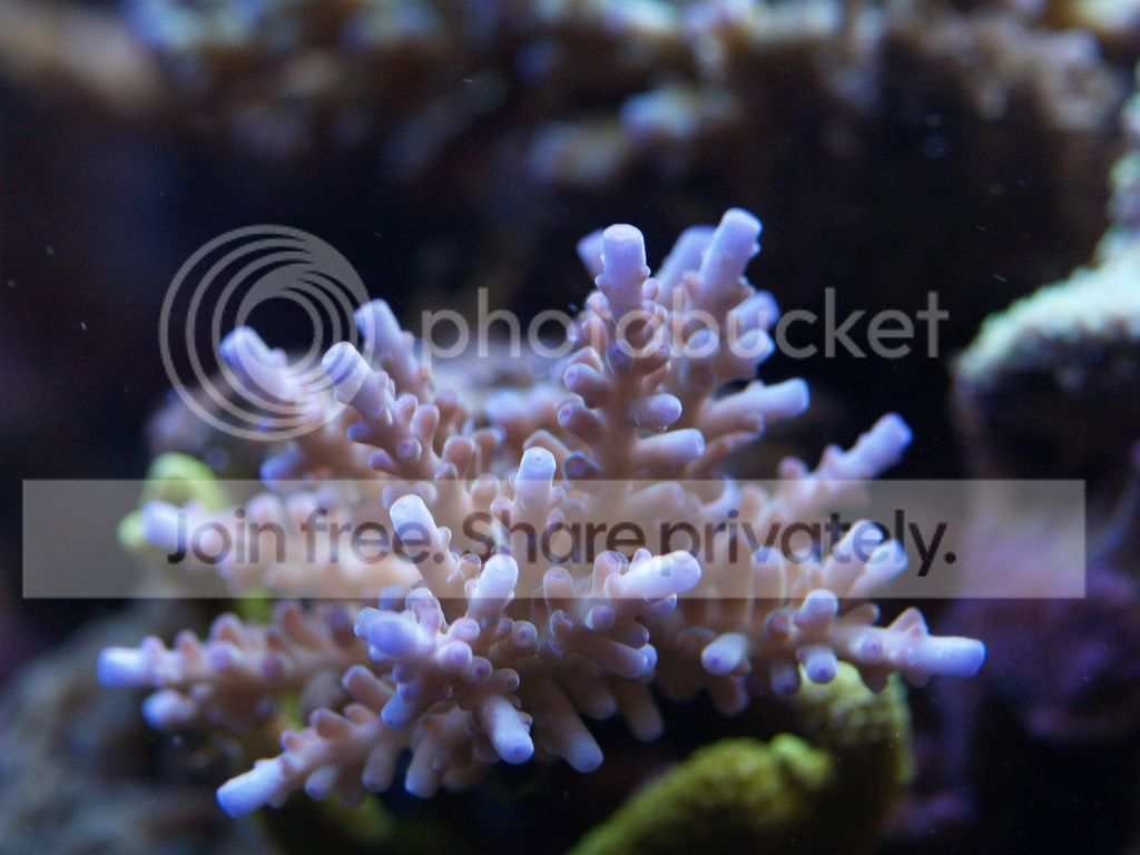 twon, when are we gonna see new pics of your tanks?? | Page 2 | Reef2Reef