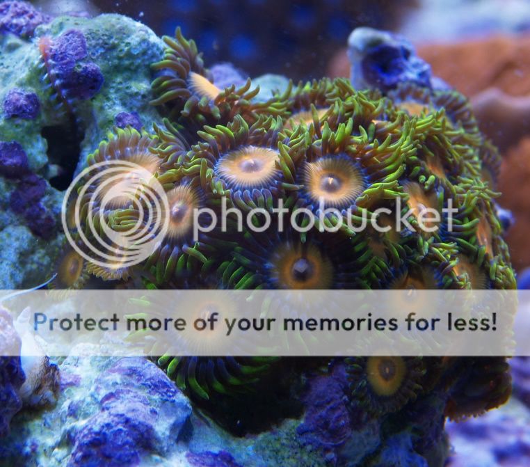 Yellow zoa ID? | Reef2Reef