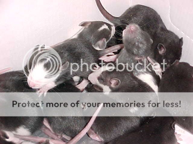 Husky/roan rat wanted clevedon/plymouth | Reptile Forums