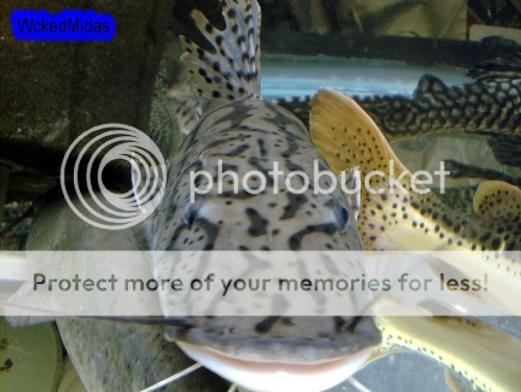 Thought i would post some pics of my old fish | MonsterFishKeepers.com