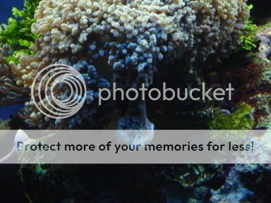 polyp bail out with pictures - Reef Central Online Community