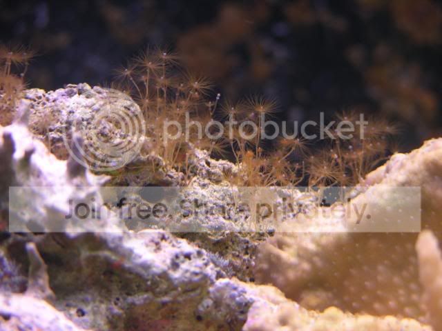Pest Identification?? Pictures Included | Reef Central Online Community