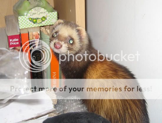 Free to good home ferret Jill Lincolnshire | Reptile Forums
