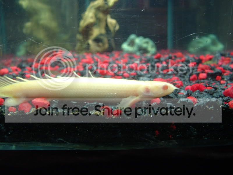 Albino, Leucistic, Xanthic, Melanistic, etc. Fish | Page 30 ...
