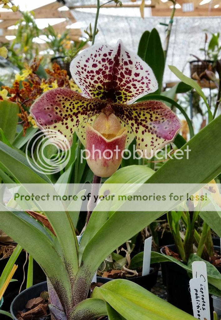 Paph Lady Clunas 'Whatcroft Hall' | Slippertalk Orchid Forum