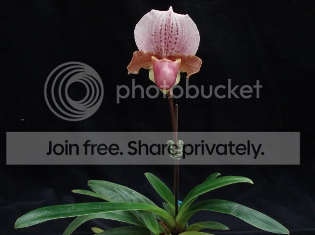 Paph Doll's Kobold | Slippertalk Orchid Forum