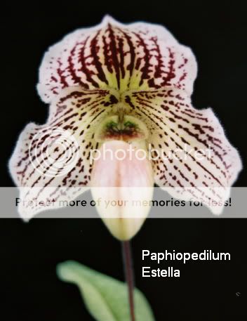 Paph Estella '#3' | Slippertalk Orchid Forum