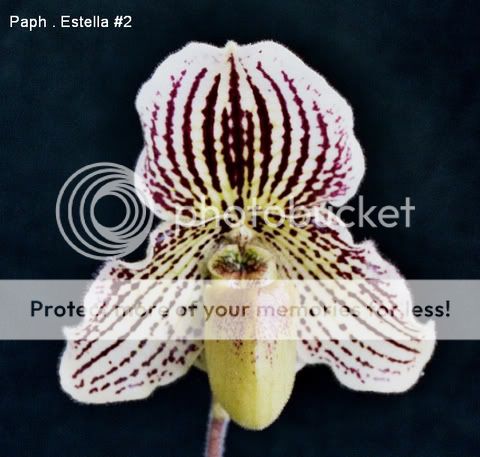 Paph Estella '#3' | Slippertalk Orchid Forum