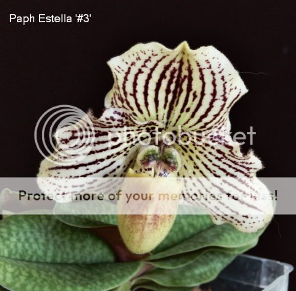 Paph Estella '#3' | Slippertalk Orchid Forum