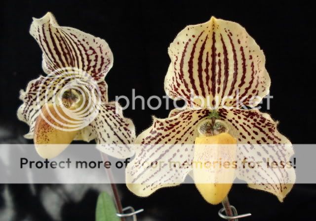 Paph Estella 'Julie' AM/AOS | Slippertalk Orchid Forum
