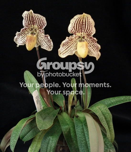 Paph Estella 'Julie' AM/AOS | Slippertalk Orchid Forum