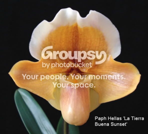 Paph Hellas 'Sunset' HCC/AOS | Slippertalk Orchid Forum