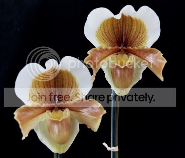 Paph Hellas 'Sunset' HCC/AOS | Slippertalk Orchid Forum