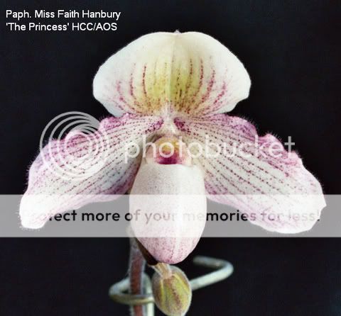 Paph. moquettianum x Greyi | Slippertalk Orchid Forum
