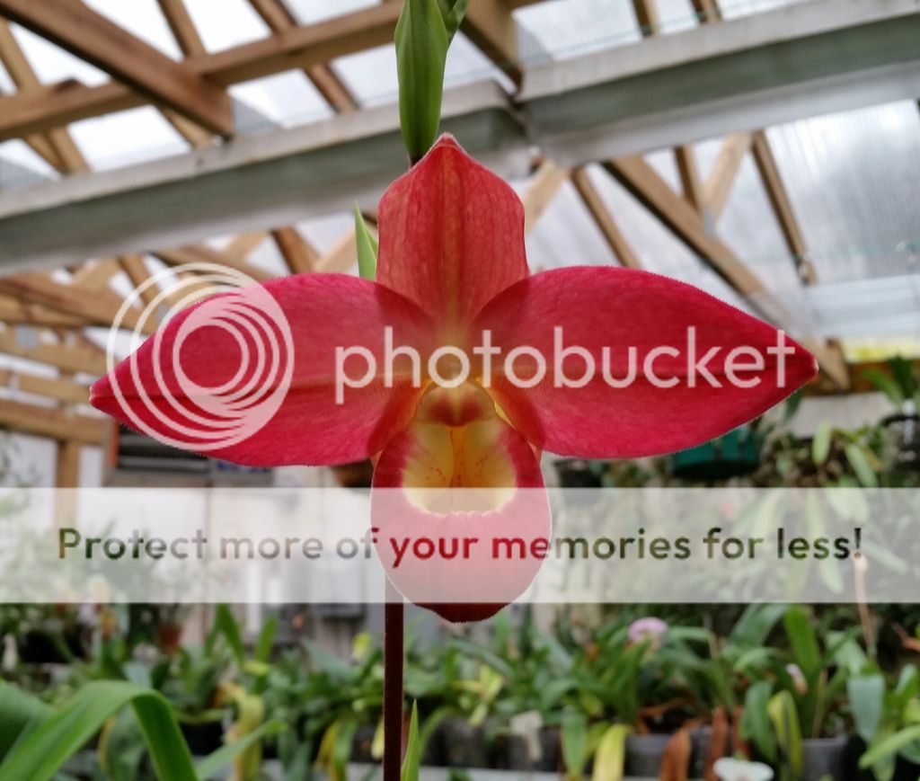 Phrag Jerry Lee Fischer | Slippertalk Orchid Forum