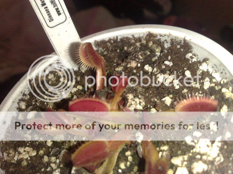 Colourful Big Mouth *updated* - FlyTrapCare Forums