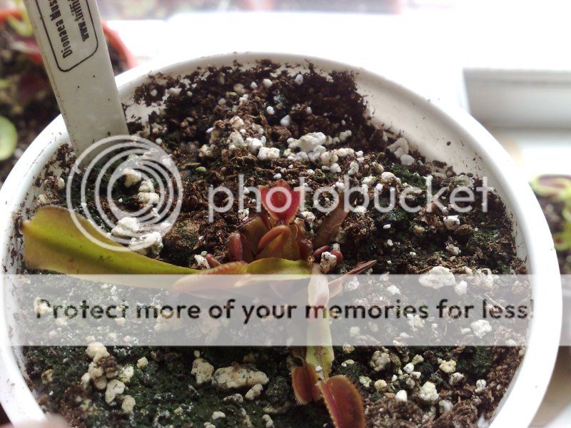 Another Double Trap Mutation - FlyTrapCare Forums