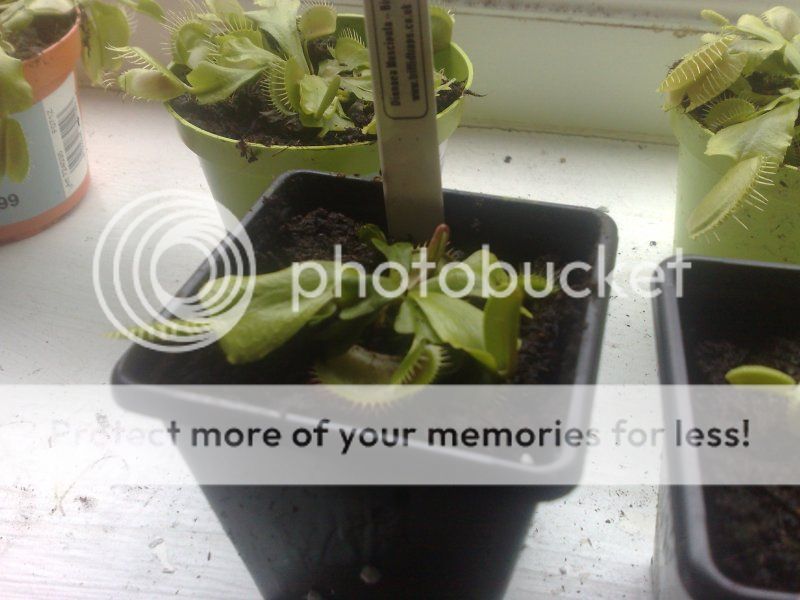 Another Double Trap Mutation - FlyTrapCare Forums