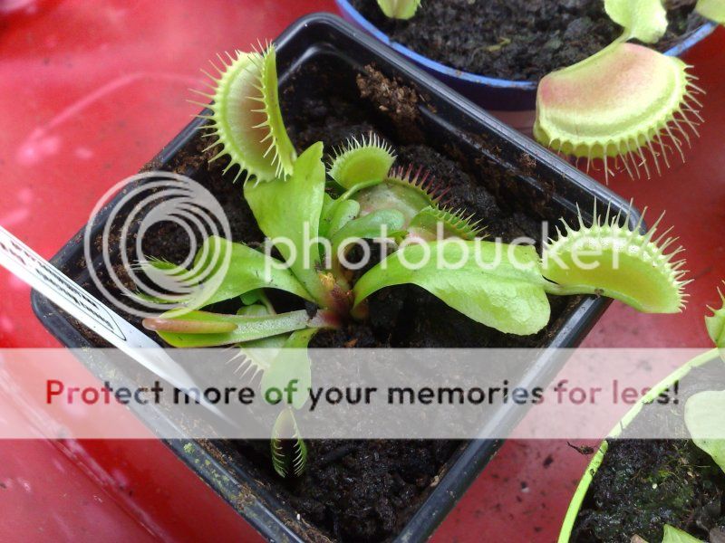 Colourful Big Mouth *updated* - FlyTrapCare Forums