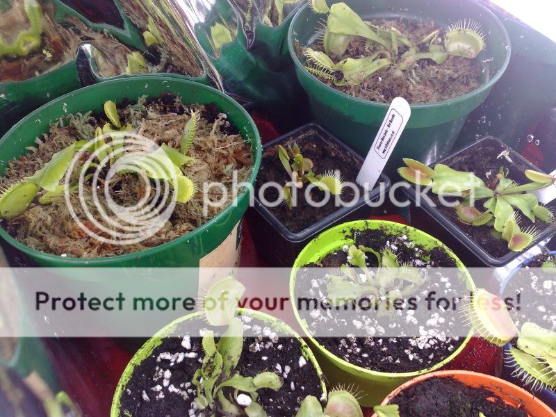 HELP! Green slime on soil surface - FlyTrapCare Forums